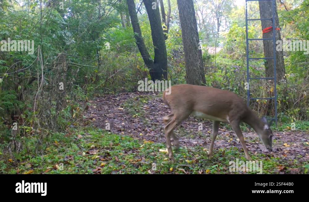 Young doe Whitetail Deer slowly walking across a clearing in the woods ...
