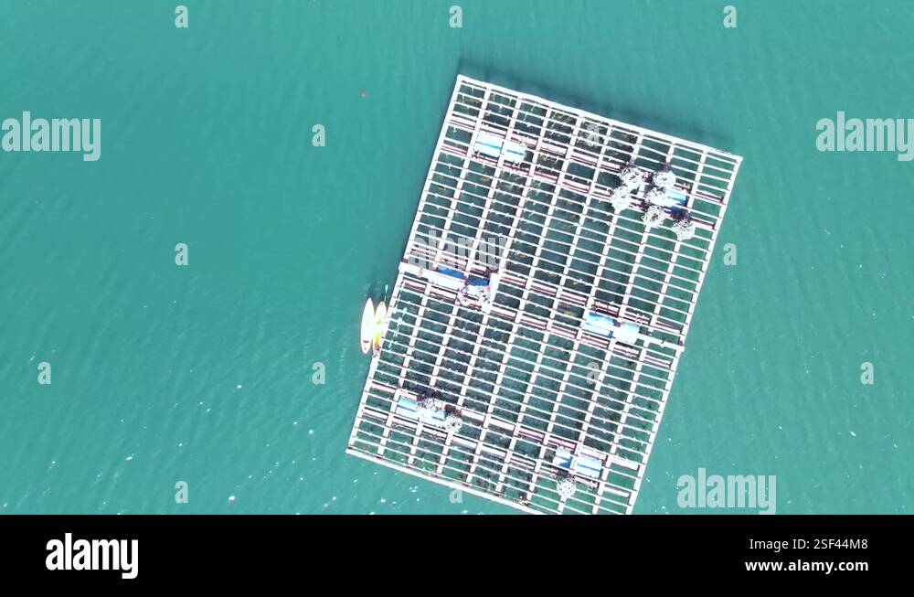Top view of floating mussel platform called bateas for mussel farming ...