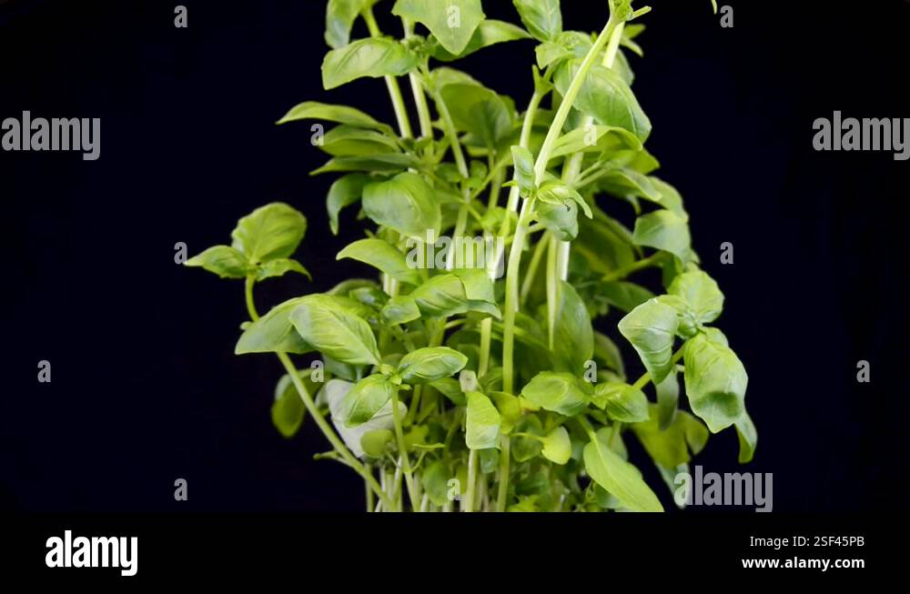 Basil on a black background. Ripe and organic green basil in a pot ...