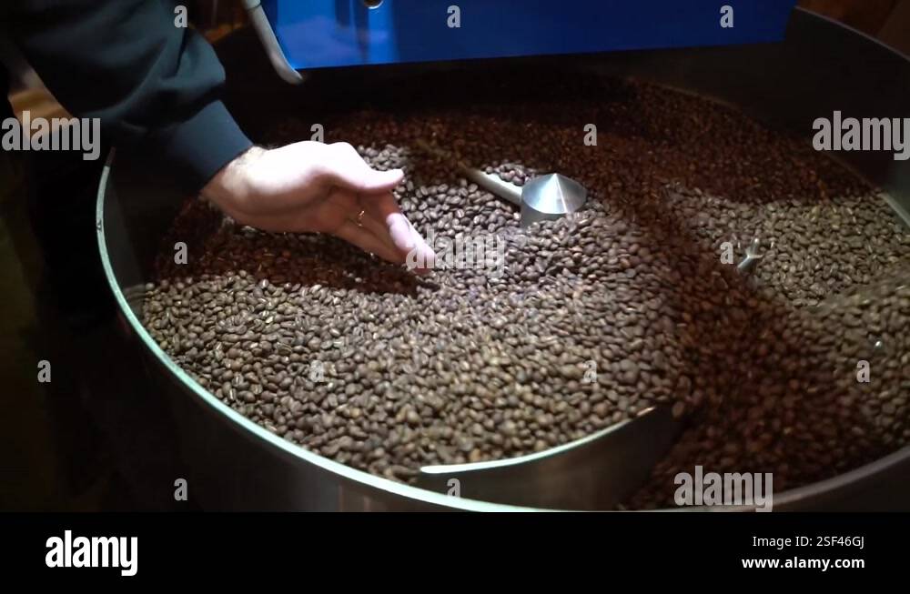 Coffee bean roaster mixing machine with Roastmaster sampling the batch ...