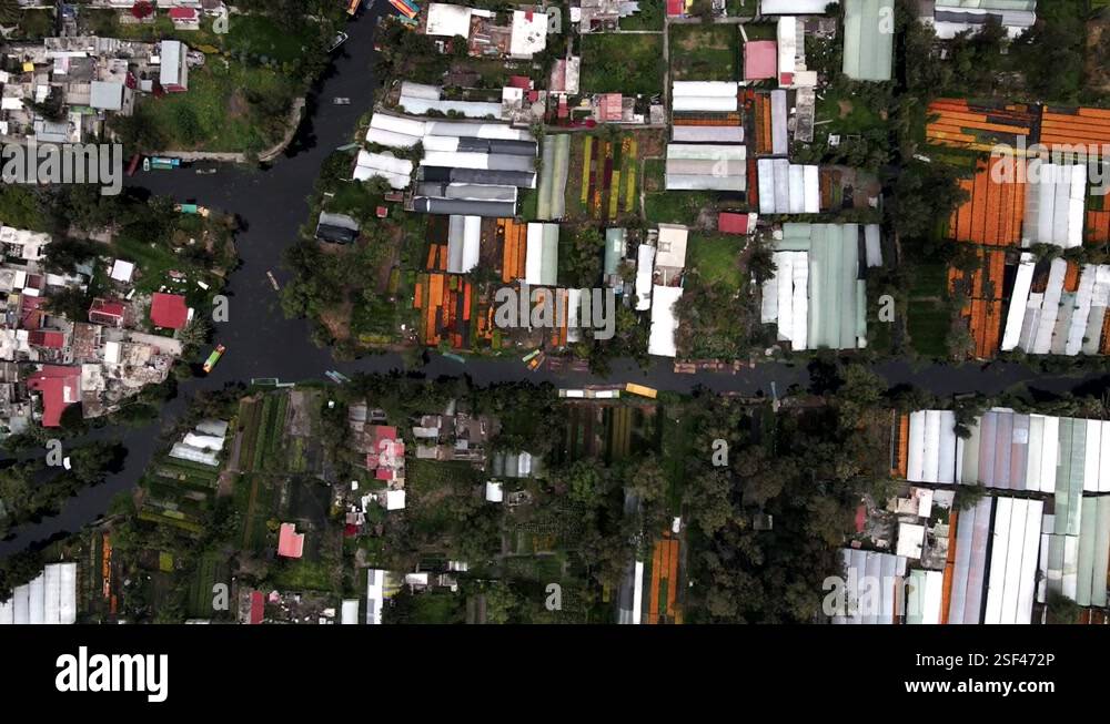 Cenital drone view of Channels in Xochimilco lake with cempashil flower ...