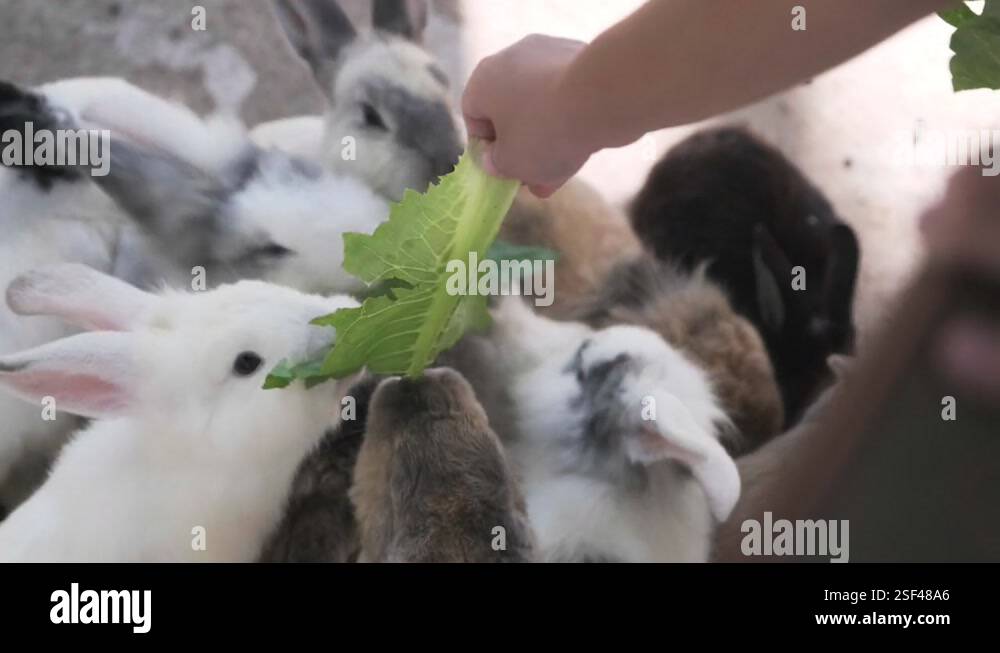 A group of young rabbits in a cage eating fresh lettuce. Feeding ...