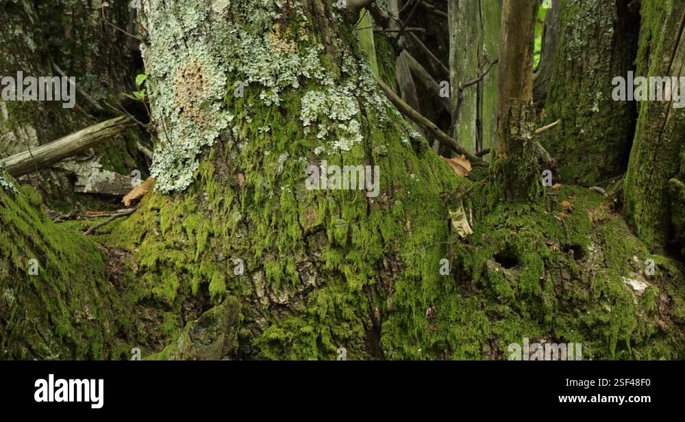 Chestnut tree. Bark covered with vegetal moss. The Cevennes National ...