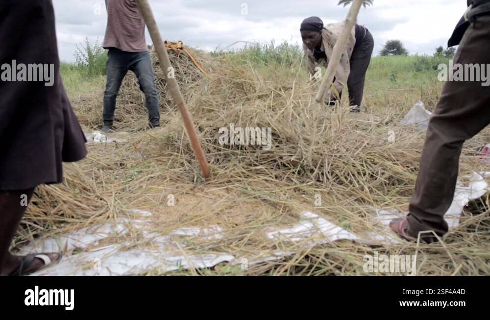 At harvest time, villagers thresh the rice stalks by hand beating them ...