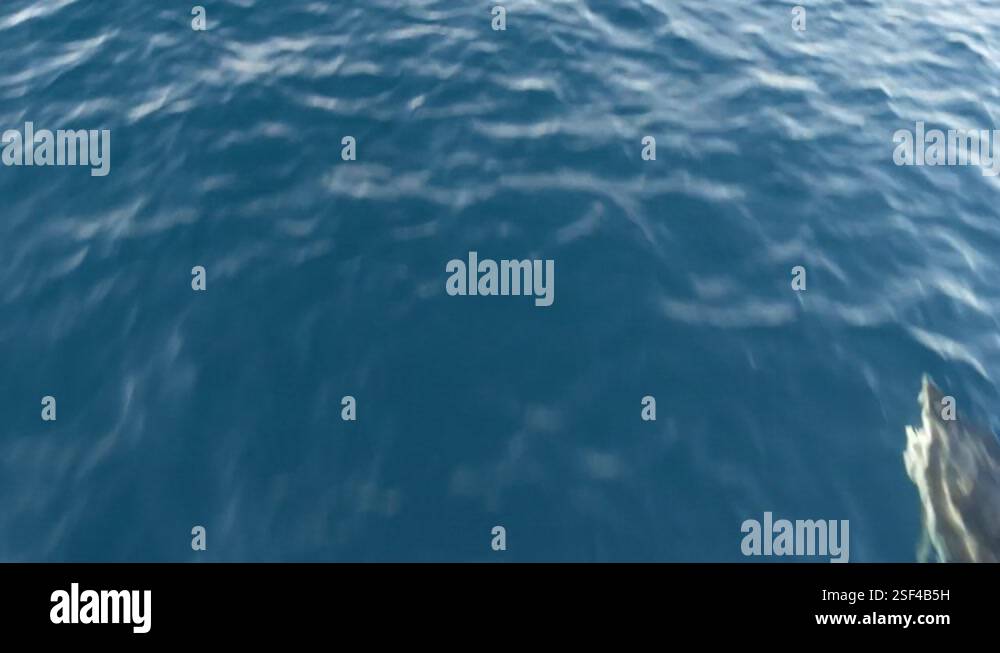 Pod of dolphins in freedom, pacific ocean blue water. School of wild ...