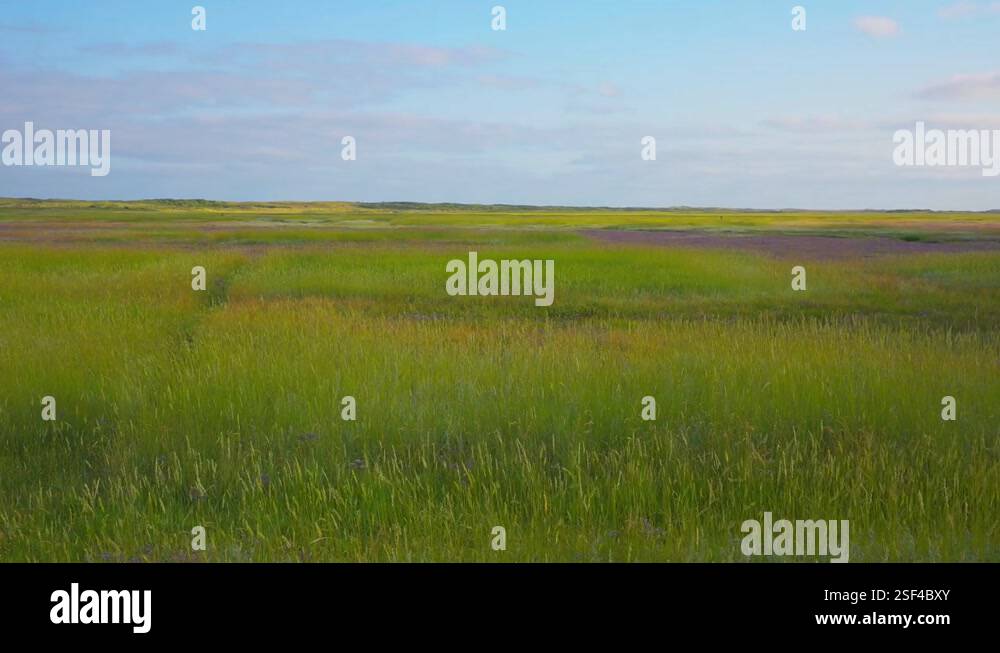Static view of grass swaying in the wind. Alpine meadow densely ...