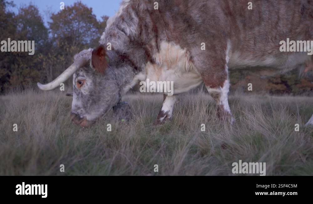 A young cow grazing happily on a warm evening at dusk. Close and low ...