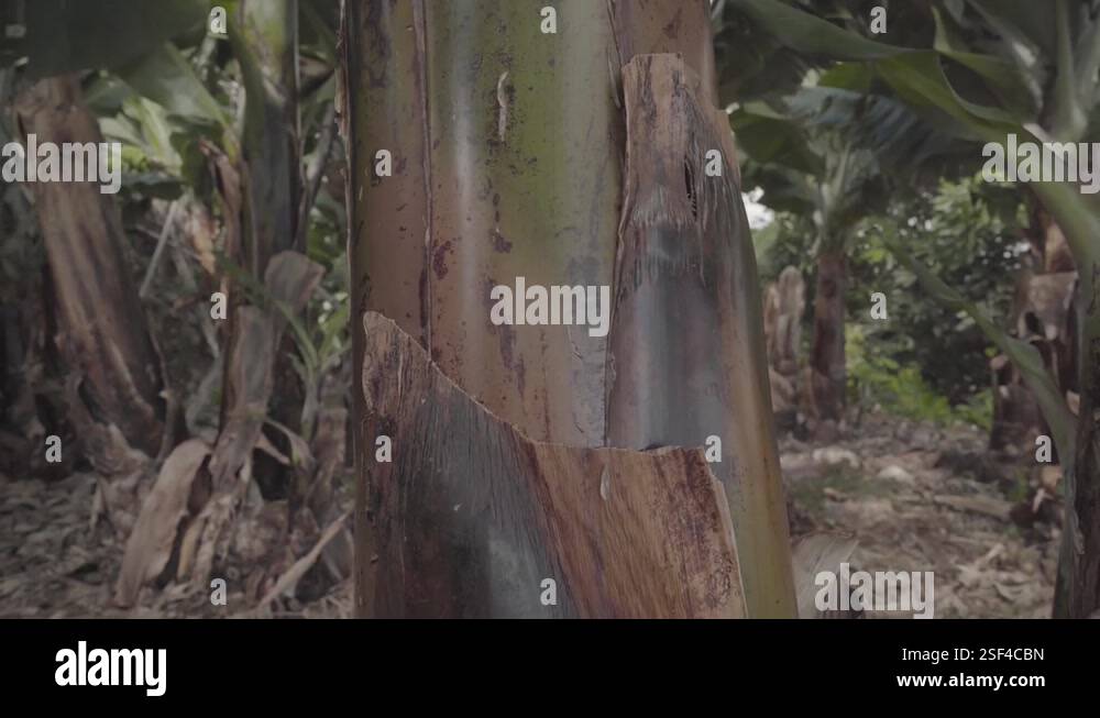 Close Up Of Banana Tree Trunk In Plantation Before The Volcanic ...