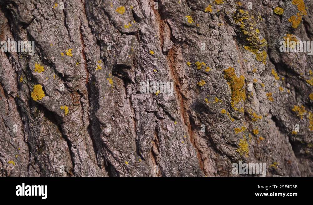 Real brown surface of old tree bark. Wooden organic video background ...