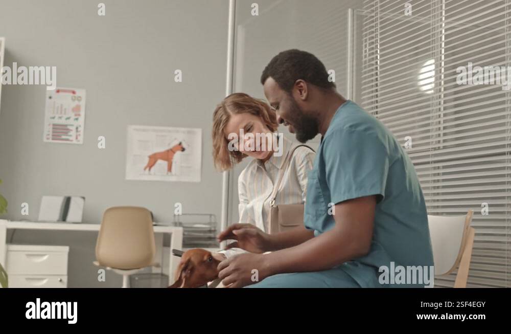 Vet Meeting Woman and Dachshund Stock Video Footage - Alamy