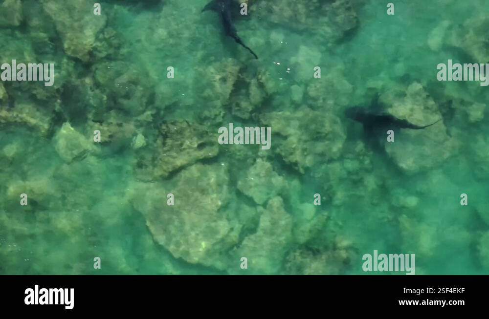 Drone video of bull shark swimming in shallow water near the beach in ...