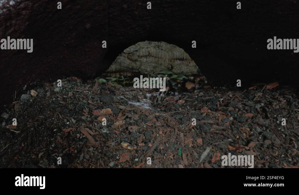 Front close up view of walking Tarantula Stock Video Footage - Alamy