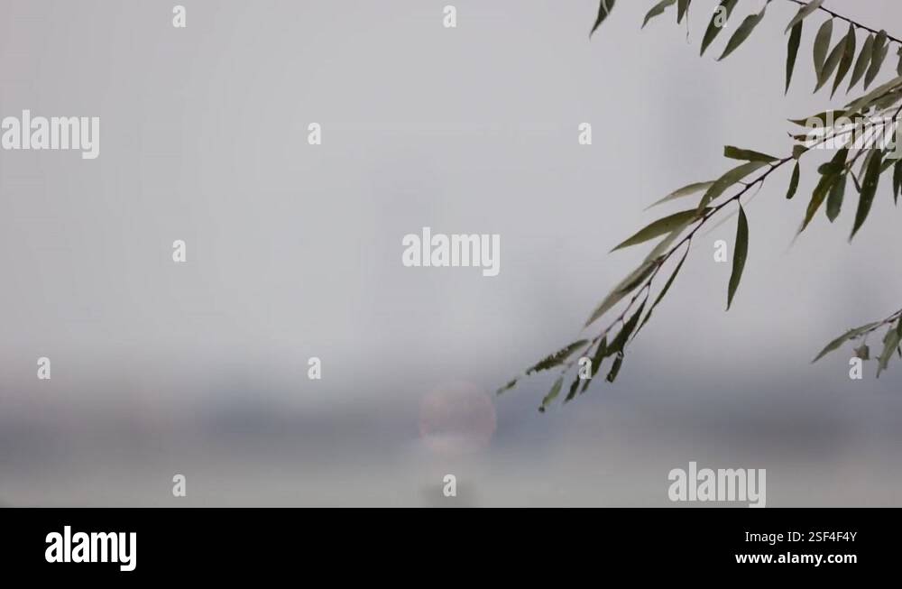 Thin Branch With Small Leaves Swaying In The Wind At Sunset Isolated In ...
