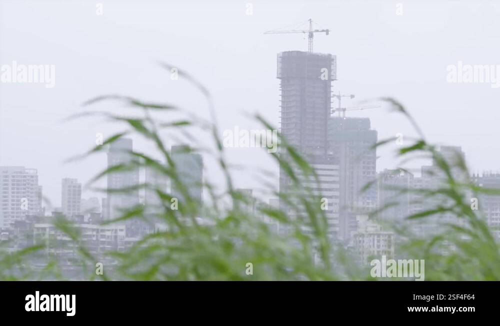 Hay waving in monsoon wind in front of buildings in Mumbai - handheld ...