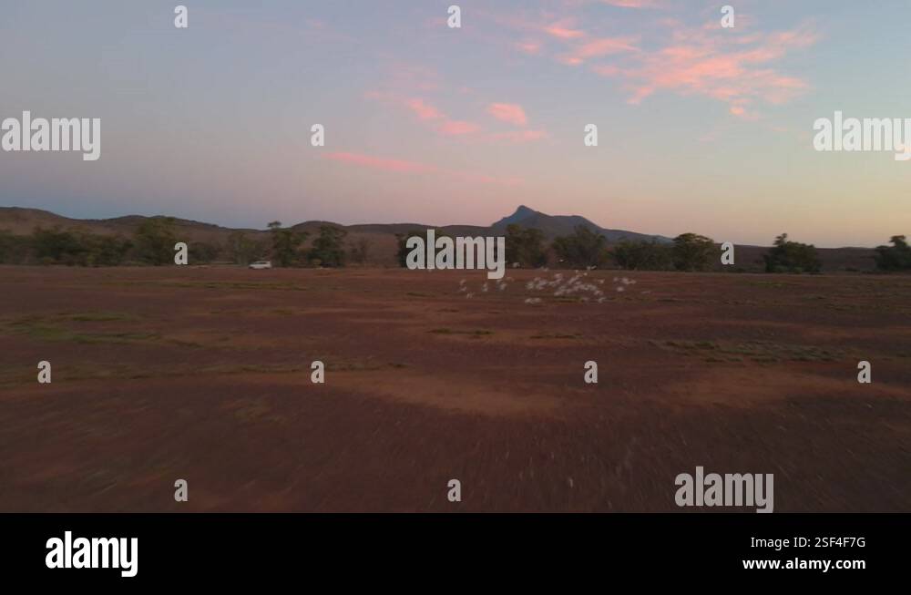 Majestic Flock of white birds flying at sunset on Wilpena Pound Outback ...