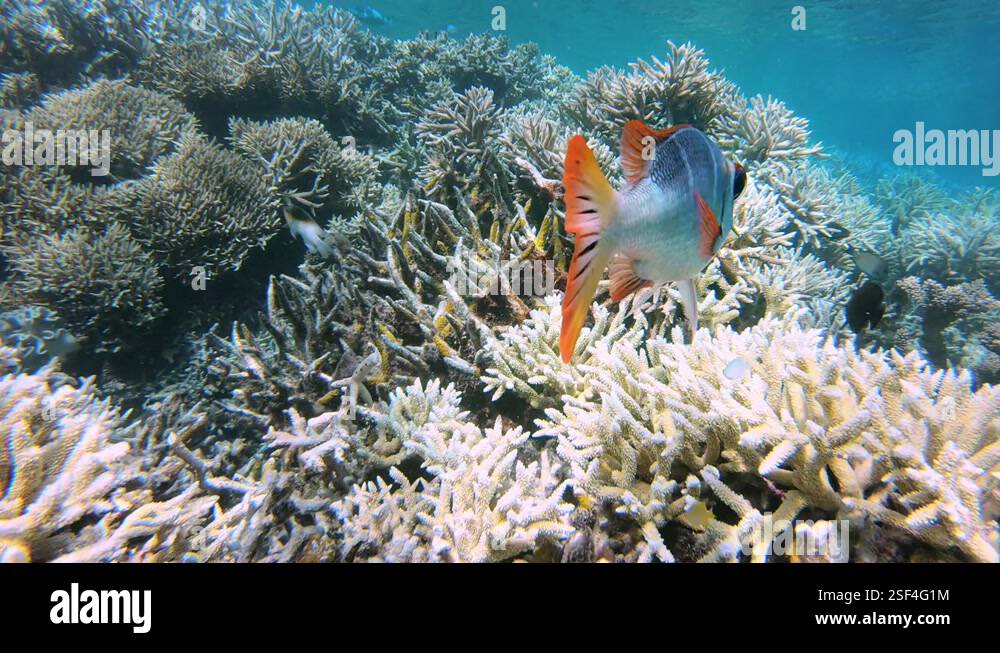 Australia Great Barrier Reef nature and wild life. Tropical sea ...