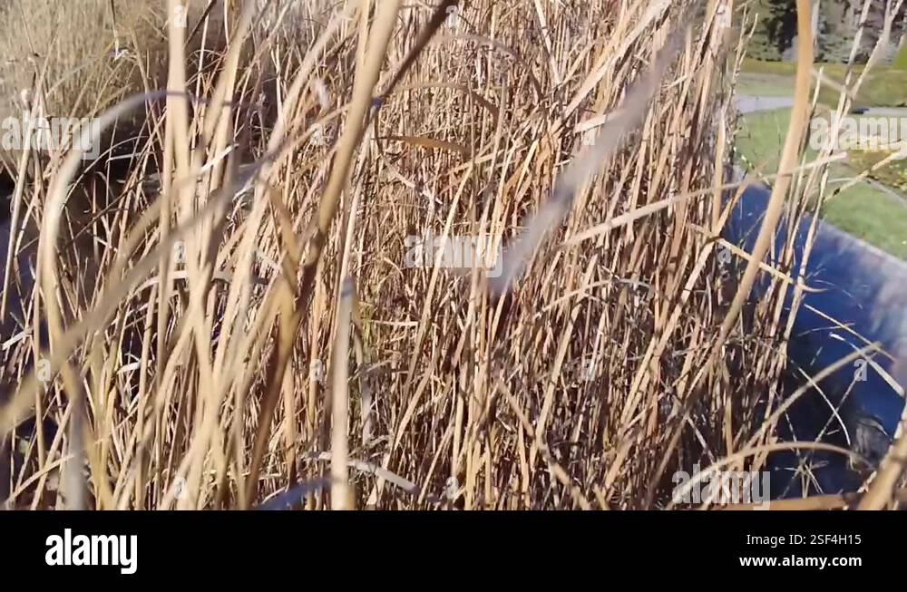 Camera moving through reed at the lake Stock Video Footage - Alamy