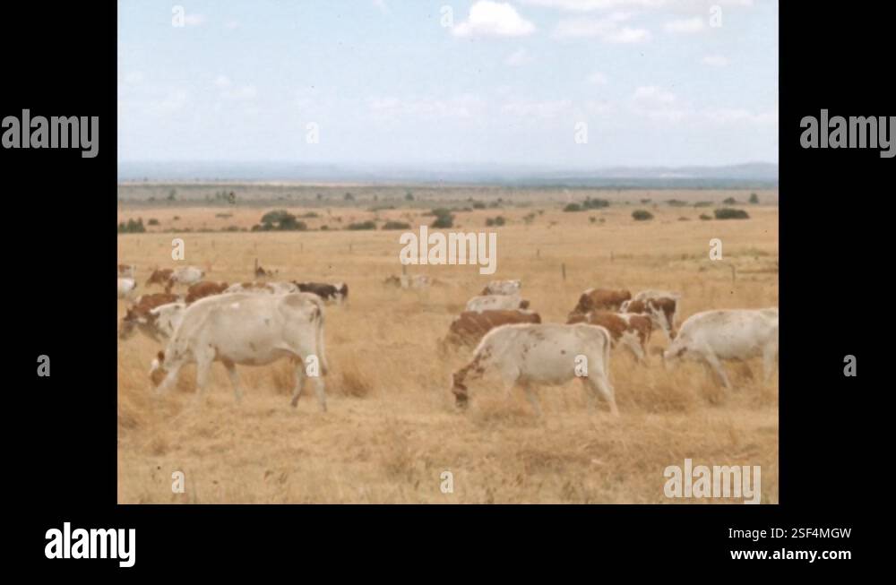 1960s: Herd of cattle graze on grass in field. Men inspect horn and ...