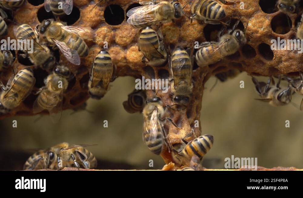 Queen cells along the edges of the combs, Swarm Cells. Swarming, Hive ...