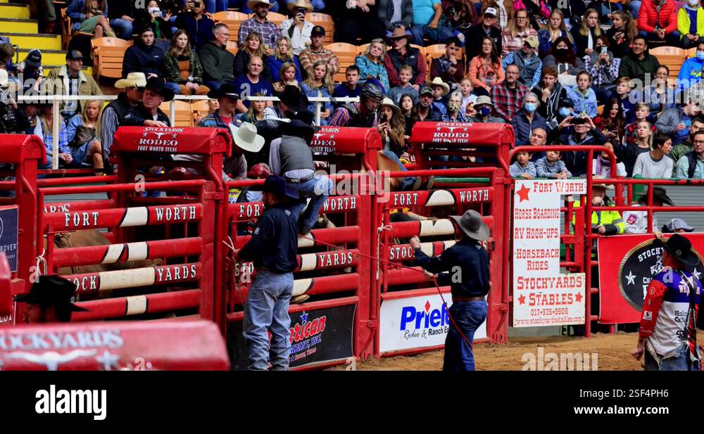 Bull riding competition in the Stockyards Championship Rodeo Stock ...