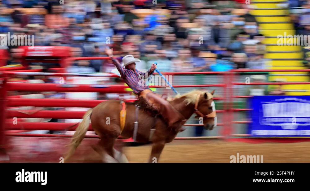Saddle bronc and bareback bronc riding competition in the Stockyards ...