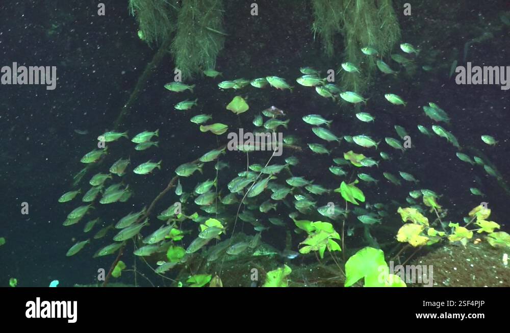 Freshwater Fish swimming in Cenote Cave system Yucatan Mexico between ...