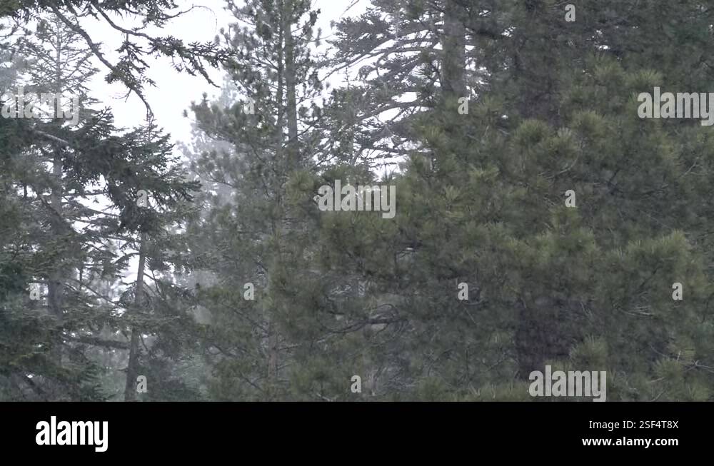 Snow Flurries Through the Forest Stock Video Footage - Alamy
