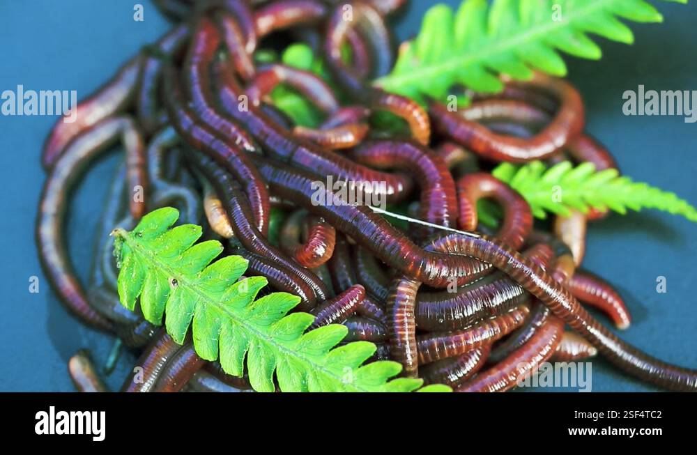 Breeding red worms Dendrobena. Fertile soil. Natural soil improvement ...