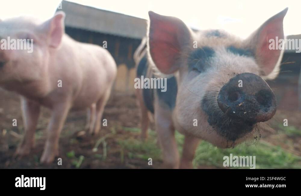 pigs on farm. pig running on farm agribusiness the ground slow motion ...