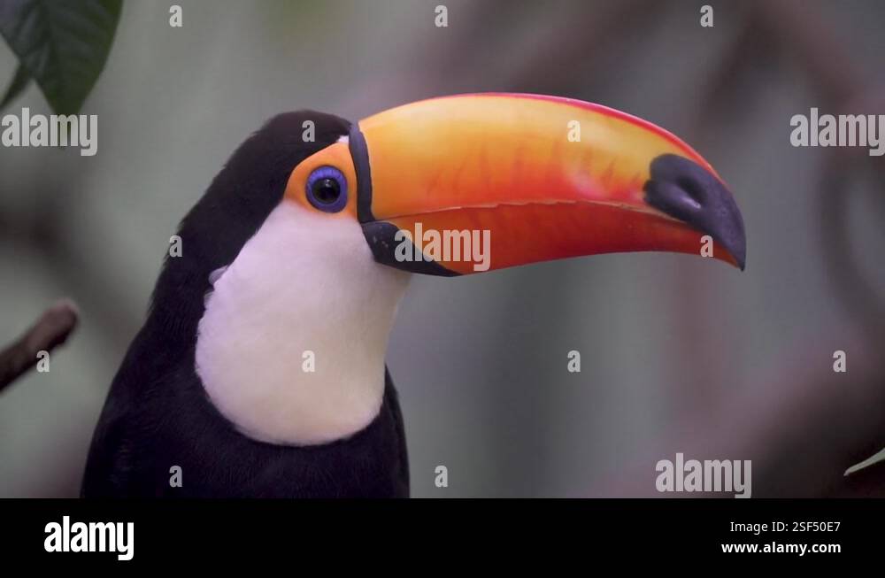 Handheld close up of a toco toucan looking around in rainforest Stock ...