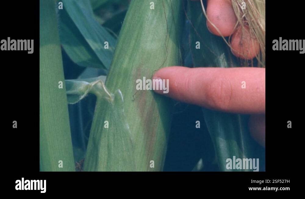 1960s: Person points to side of corn stalk. Flower wilting and drying Stock Video Footage - Alamy