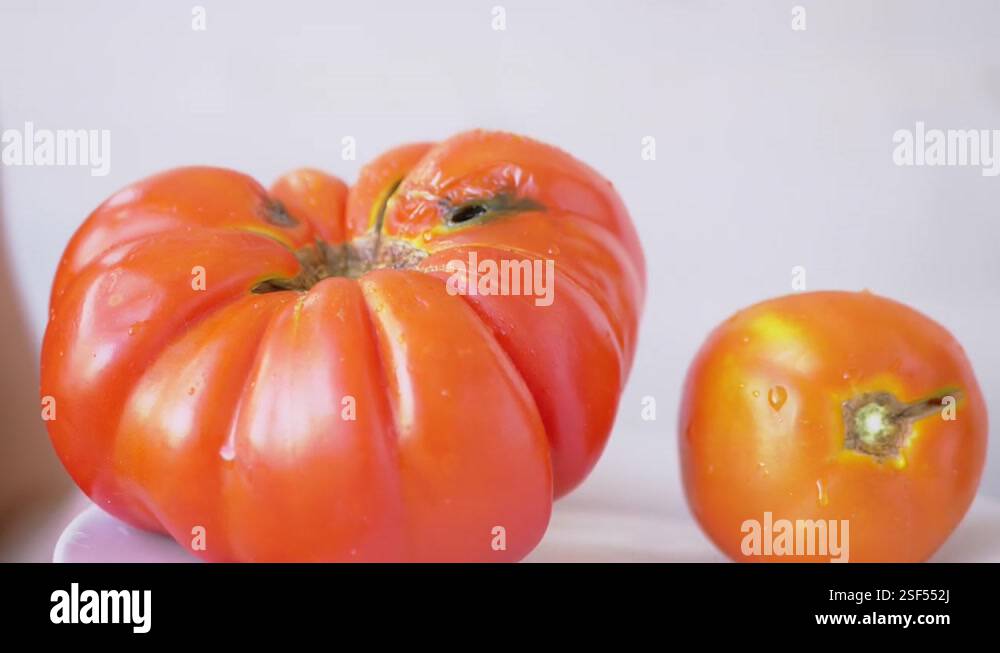 Comparison of Genetically Modified Tomato versus Conventional. 4K ...
