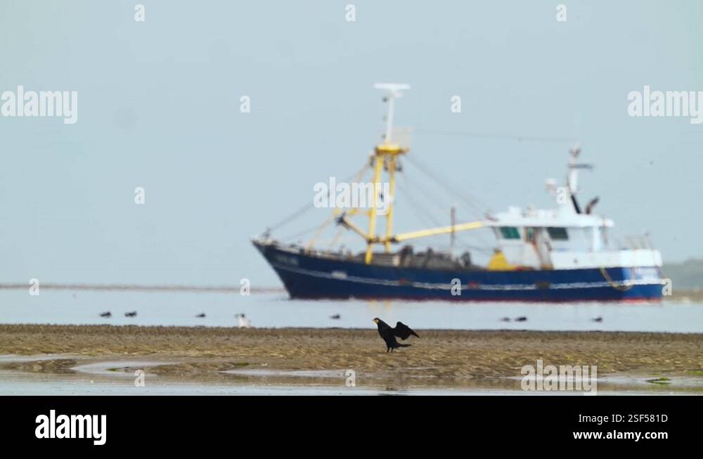 Focused cormorant flapping wings while industrial fishing boat cross ...