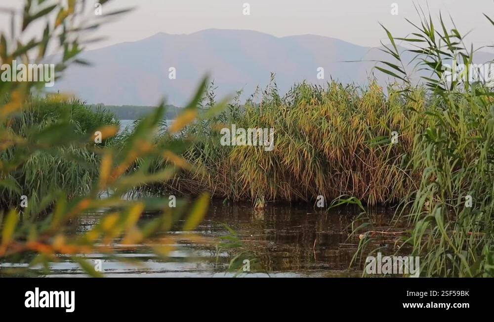 Swamp beds Stock Videos & Footage - HD and 4K Video Clips - Alamy