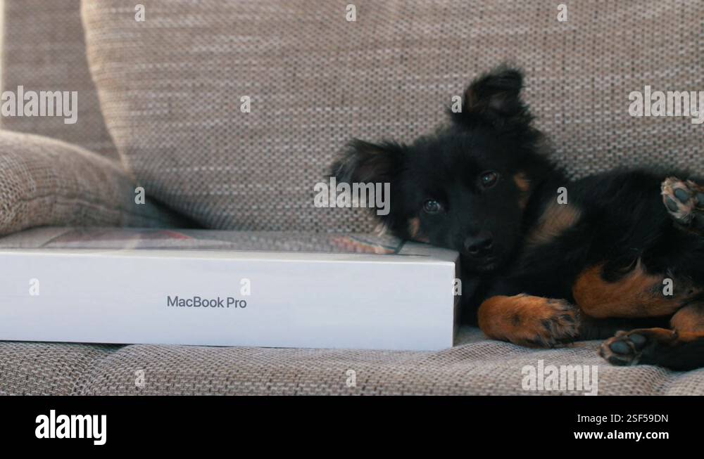 Dog laying on new Apple MacBook Pro with M1 Max Chip on a couch in the ...