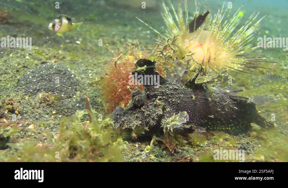 spiny devilfish kills prey by devouring it in one piece. A second fish ...