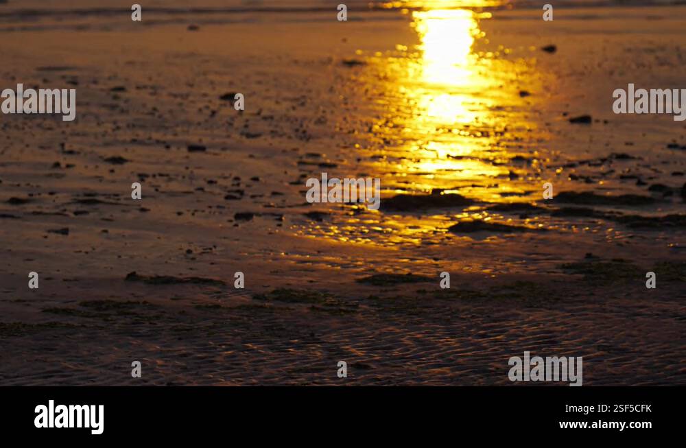 carcass of fish washed up on the beach with a sunset and dim sky Stock ...