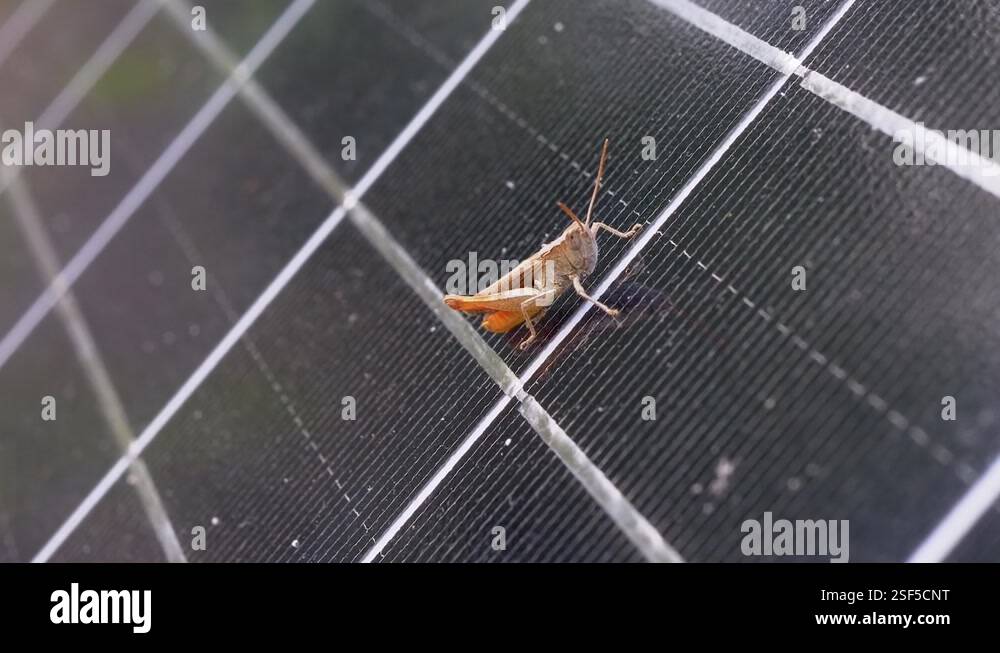 Small Grasshopper Sits on a Solar Panel Cell in the Forest. Zoom. Slow ...