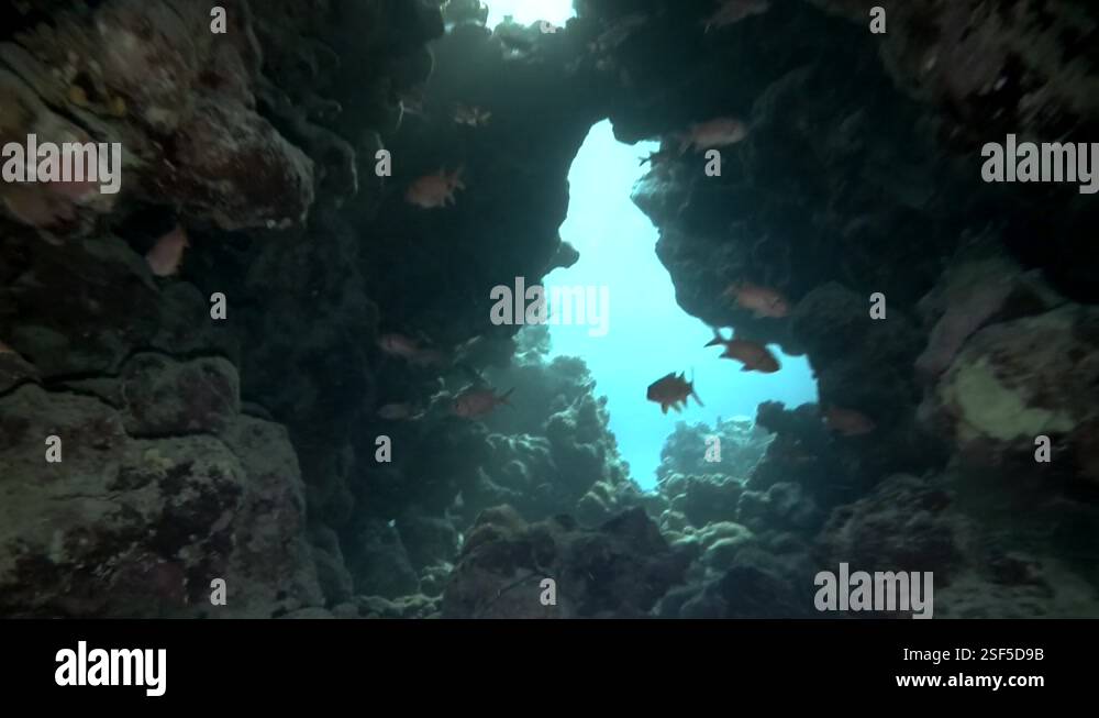 A flock of fish in a cave - Red Sea. Life in an underwater cave Stock ...