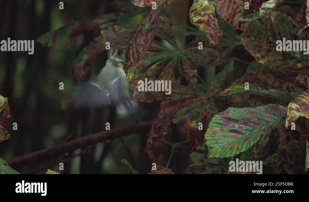 Little Bird Sitting and Eats Pecks Insects Caterpillars on Branch on ...