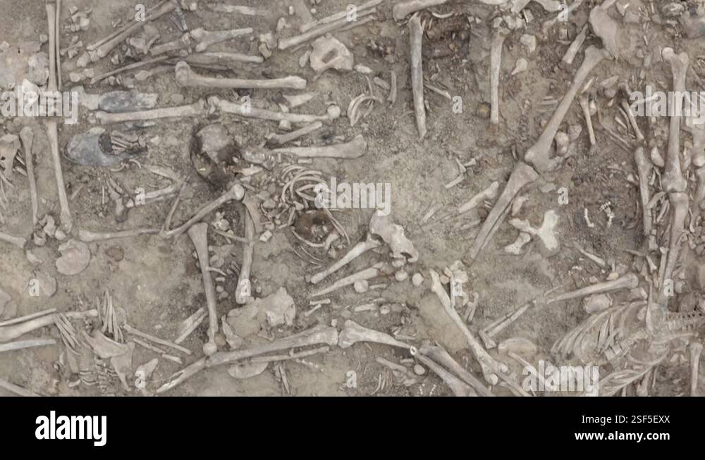 Skulls and bones of people in the ground, Work of the search team at ...
