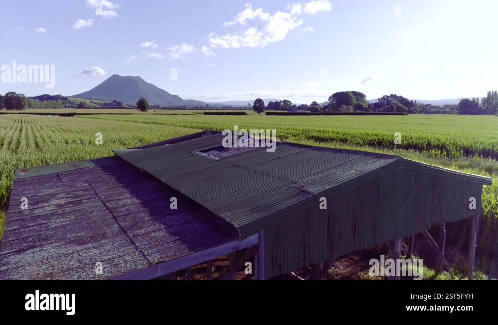 Corn fields pointing at a mountain revealed behind a barn Stock Video ...