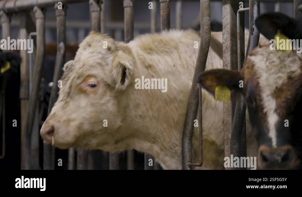 Beef cattle with heads outside pens waiting in anticipation for feed ...