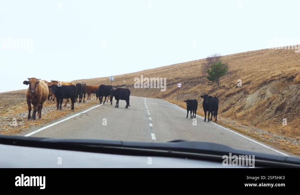 The car is driving along the road, and cows are walking towards it. A ...