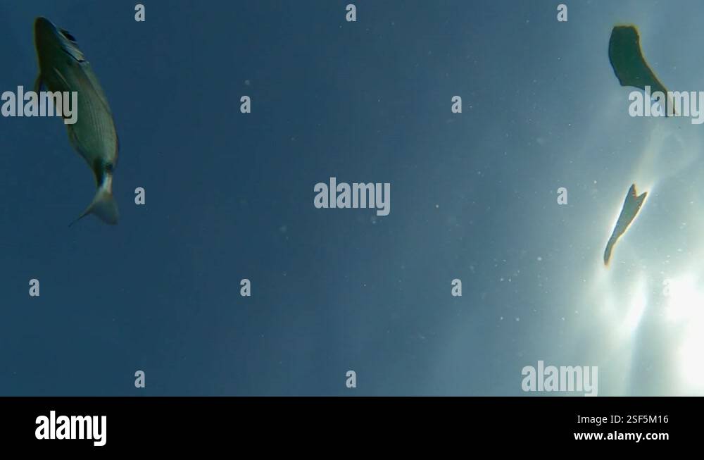 Upside down underwater pov of one Saddled Bream fish swimming with sea ...