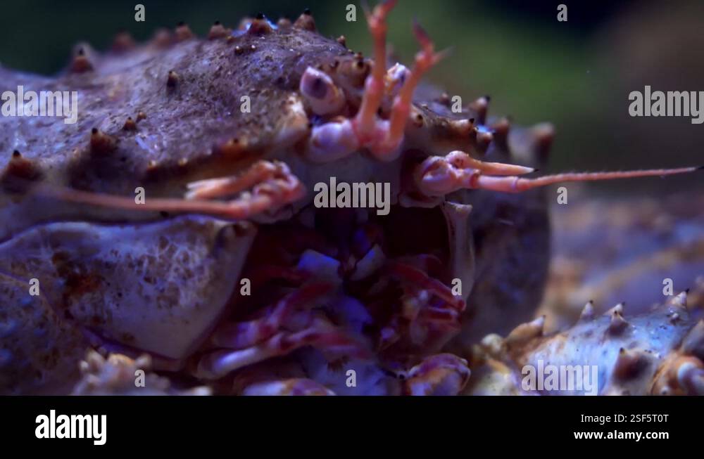 A large crab is hurriedly eating its food. Macro video Stock Video ...