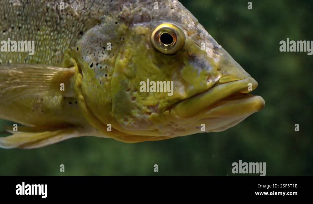 Peacock bass predatory freshwater fish native to theandOrinocobasins ...