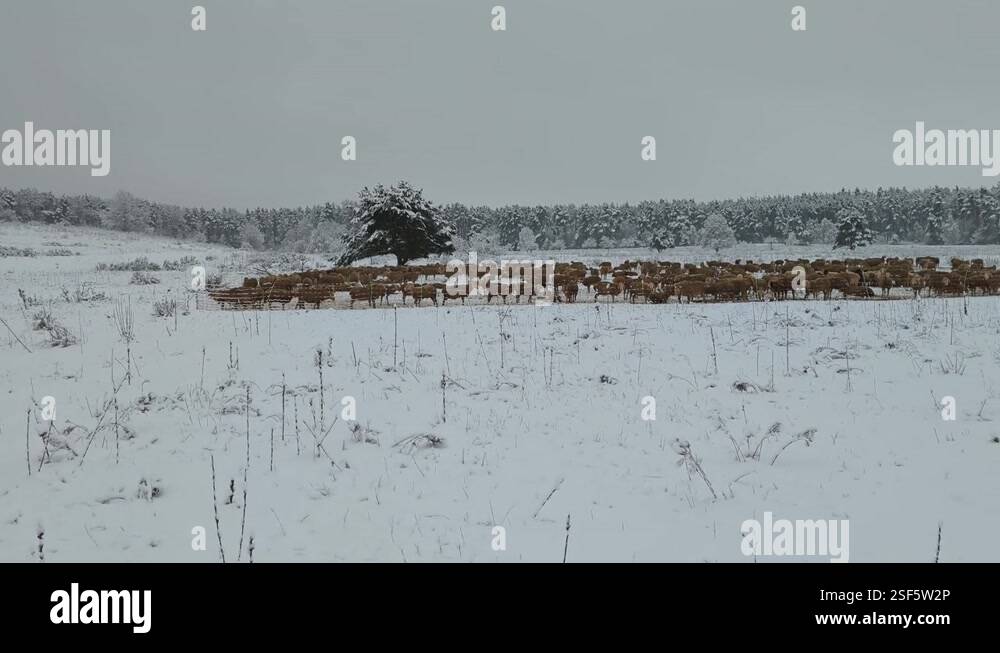 Wide left to right pan shoot of a big herd of sheep behind a fence in a ...