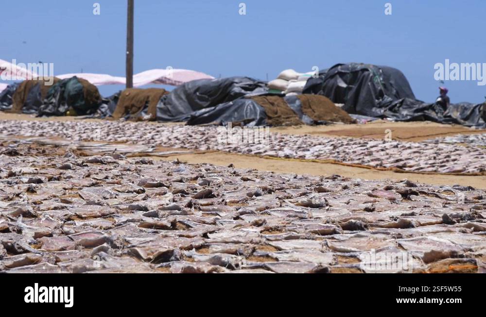 Lots of fish being dried in the hot sun by the beach at the local fish ...