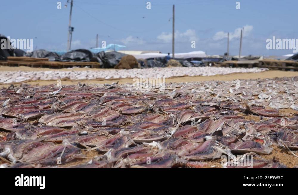 Walking along lots of fish being dried in the sun by the beach at the ...